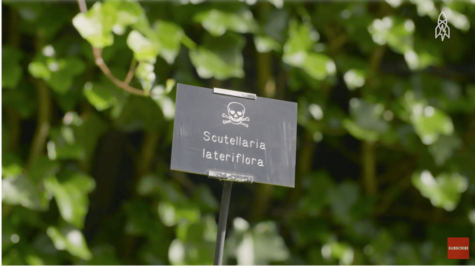The world's deadliest garden lies inside an ancient English castle ...