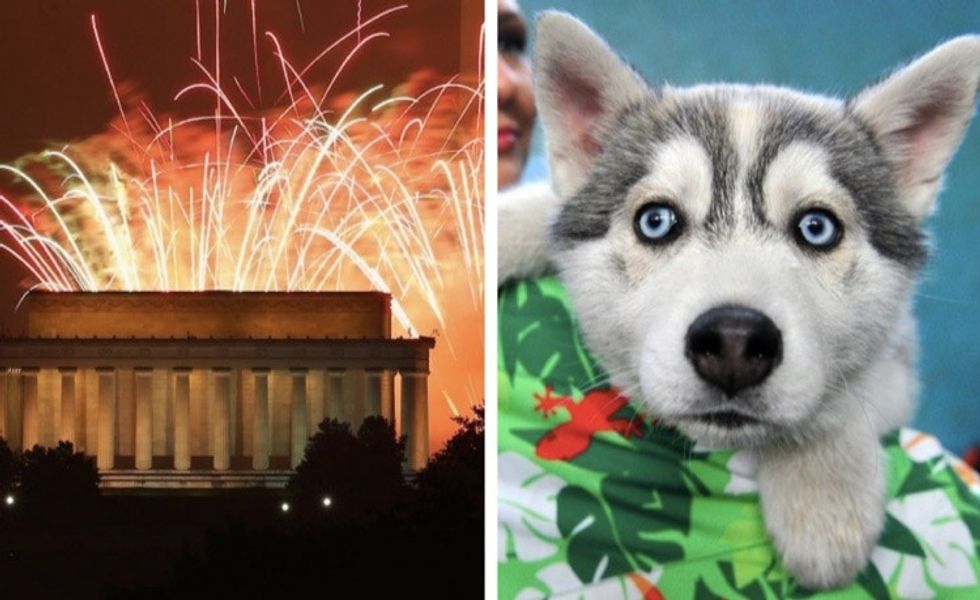 Dog parents: Here's how to calm down your dog during fireworks. - Upworthy