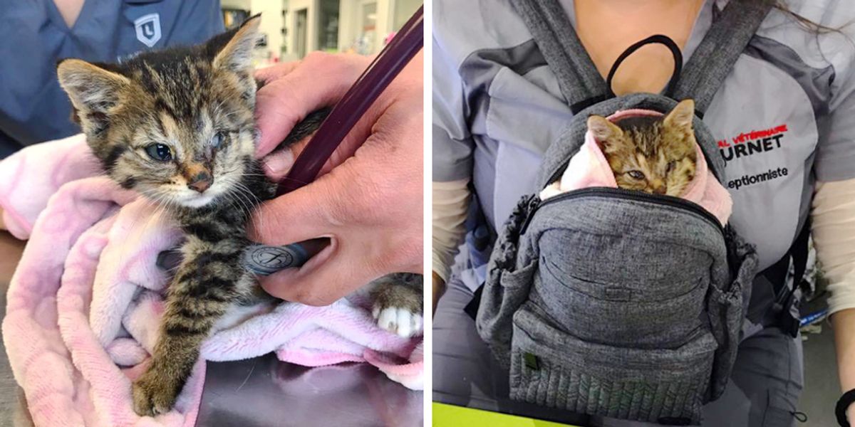Cat Drops Off Her Kitten in Family’s Yard - They Discover the Kitty ...