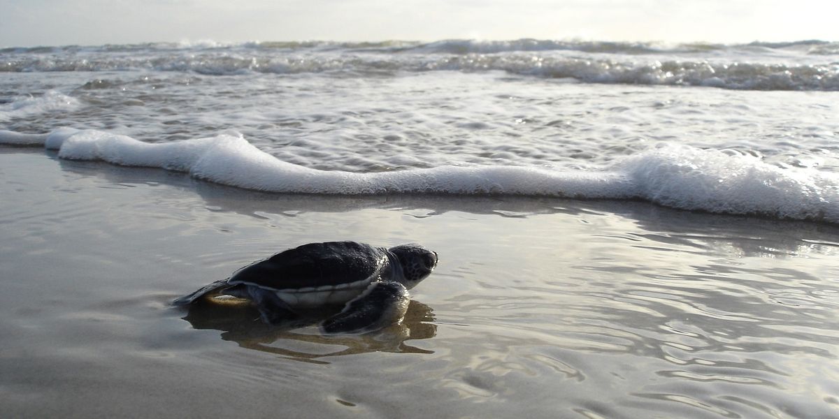 Watch sea turtles make their way to the ocean during Florida fireworks ...
