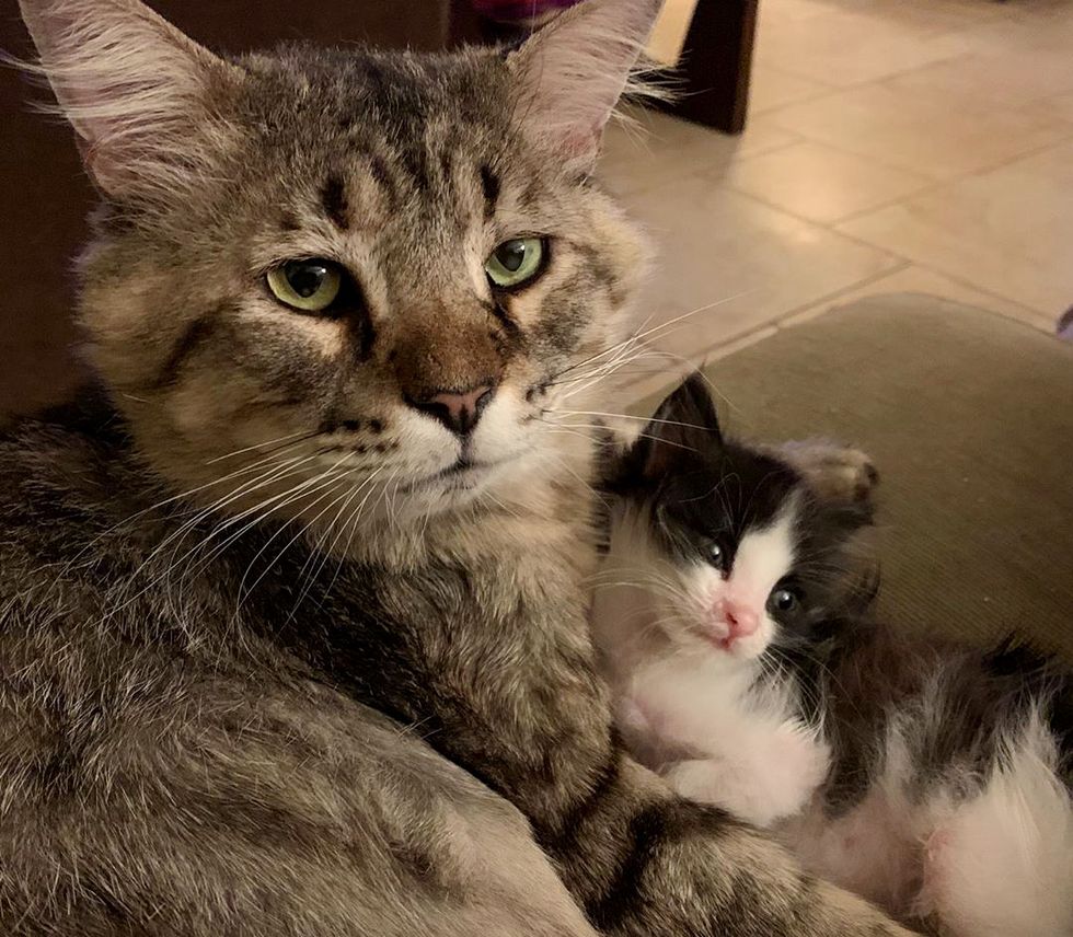 Cat Who Spent Most of His Life on the Street, Helps Orphaned Kittens In ...