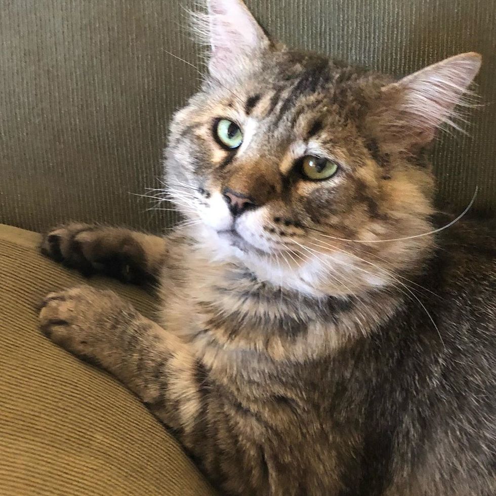 Cat Who Spent Most of His Life on the Street, Helps Orphaned Kittens In ...