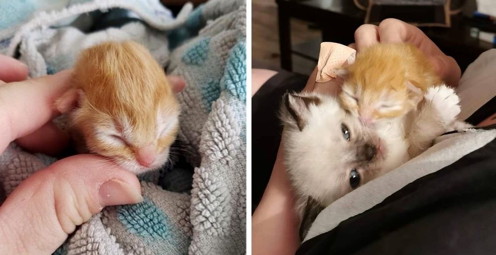 Orphaned Kitten is So Happy When He Gets to Cuddle With Other Rescued ...