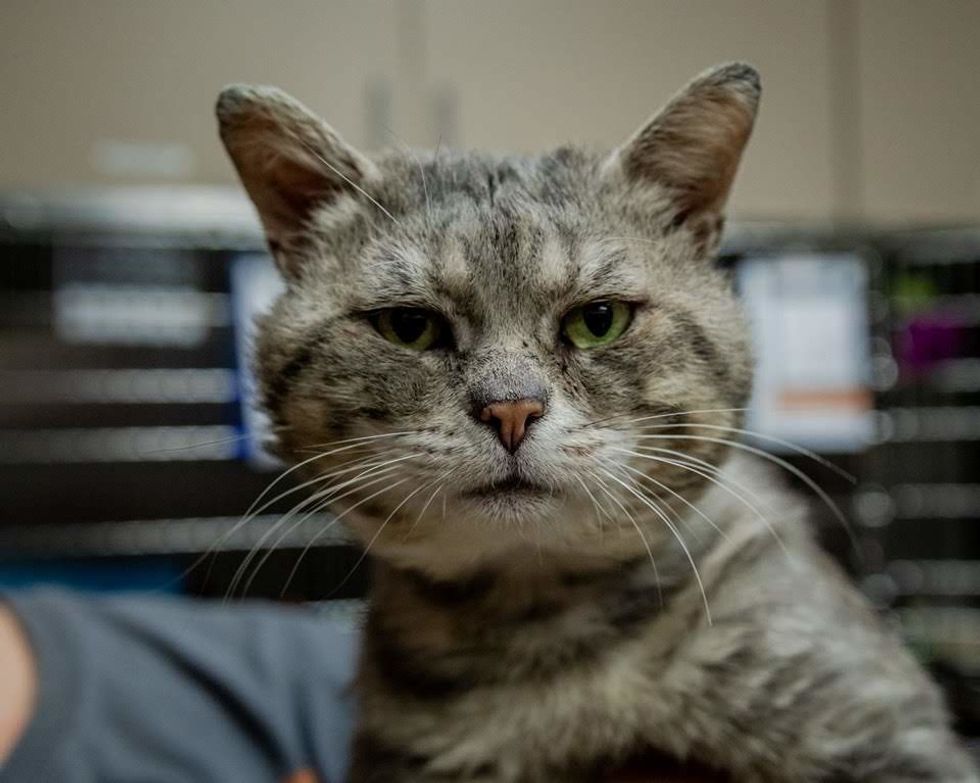 Scruffy Street Cat Can't Stop Hugging Everyone He Meets After He was ...