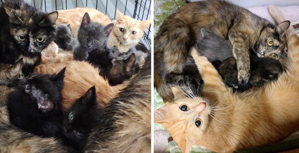 13 Cats and Kittens Rescued from Crate - They Look After Each Other as ...