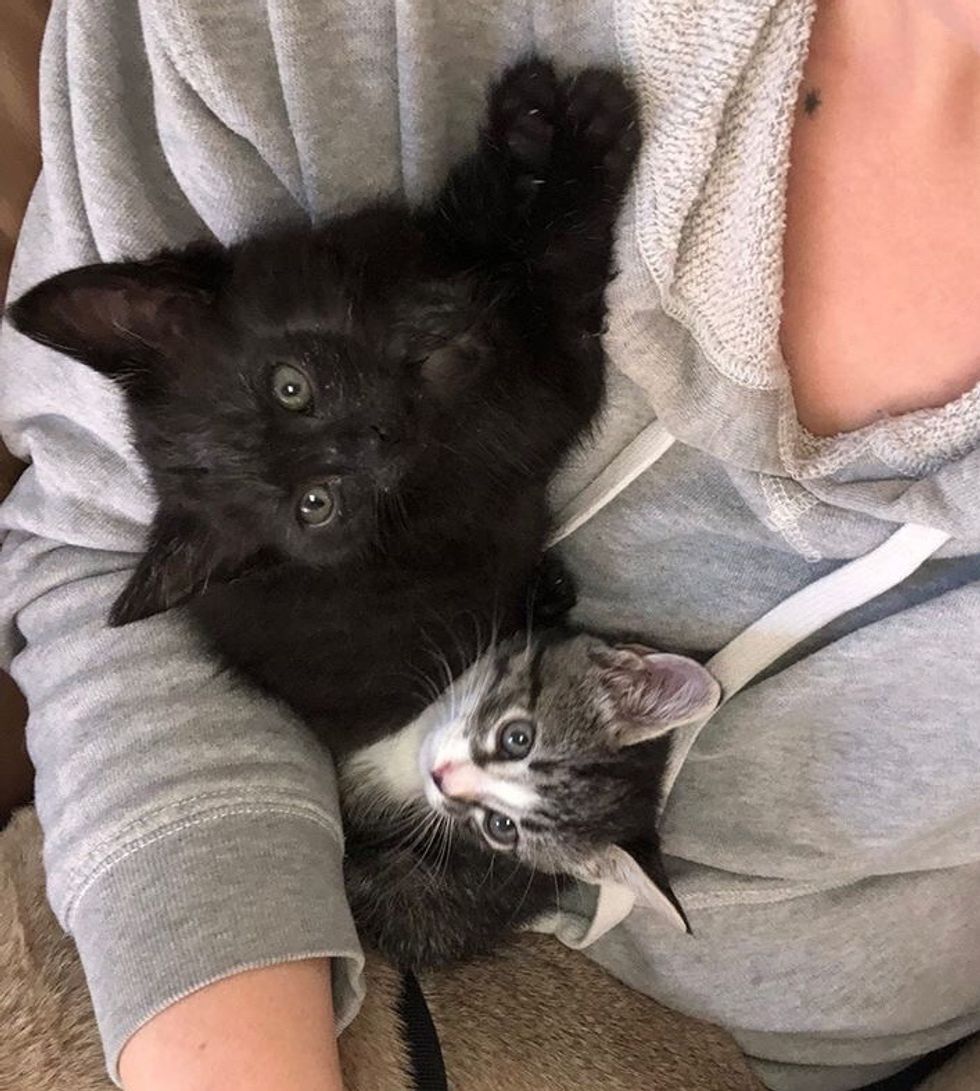 Kitten Found Inside a Wall is So Thankful to Be Rescued - She Won't ...