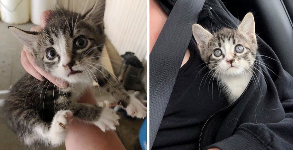 Kitten Found Inside a Wall is So Thankful to Be Rescued - She Won't ...