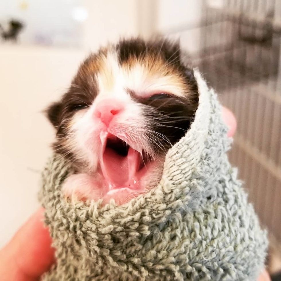 Rescued Kitten Who Was Rejected at Birth, Finds Someone to Love and a ...