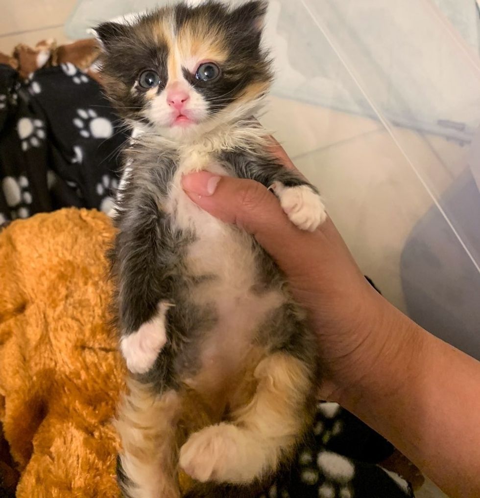 Rescued Kitten Who Was Rejected at Birth, Finds Someone to Love and a ...
