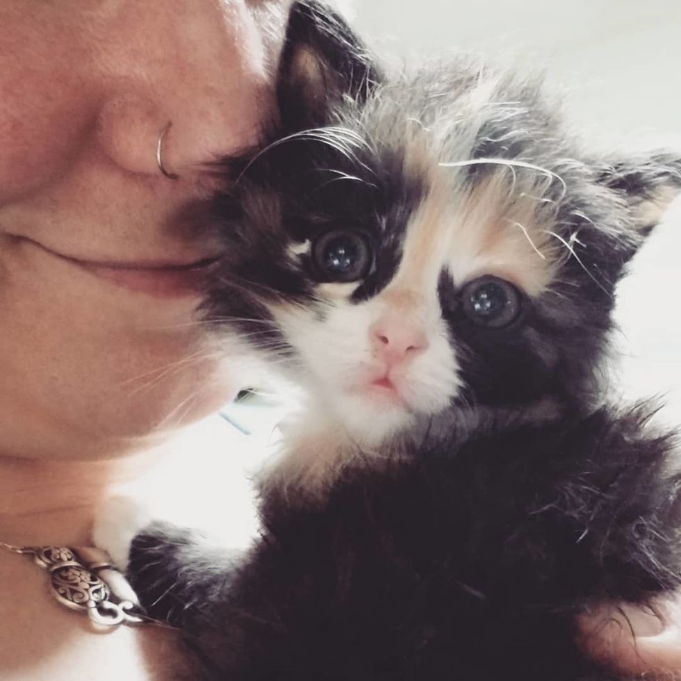 Rescued Kitten Who Was Rejected at Birth, Finds Someone to Love and a ...