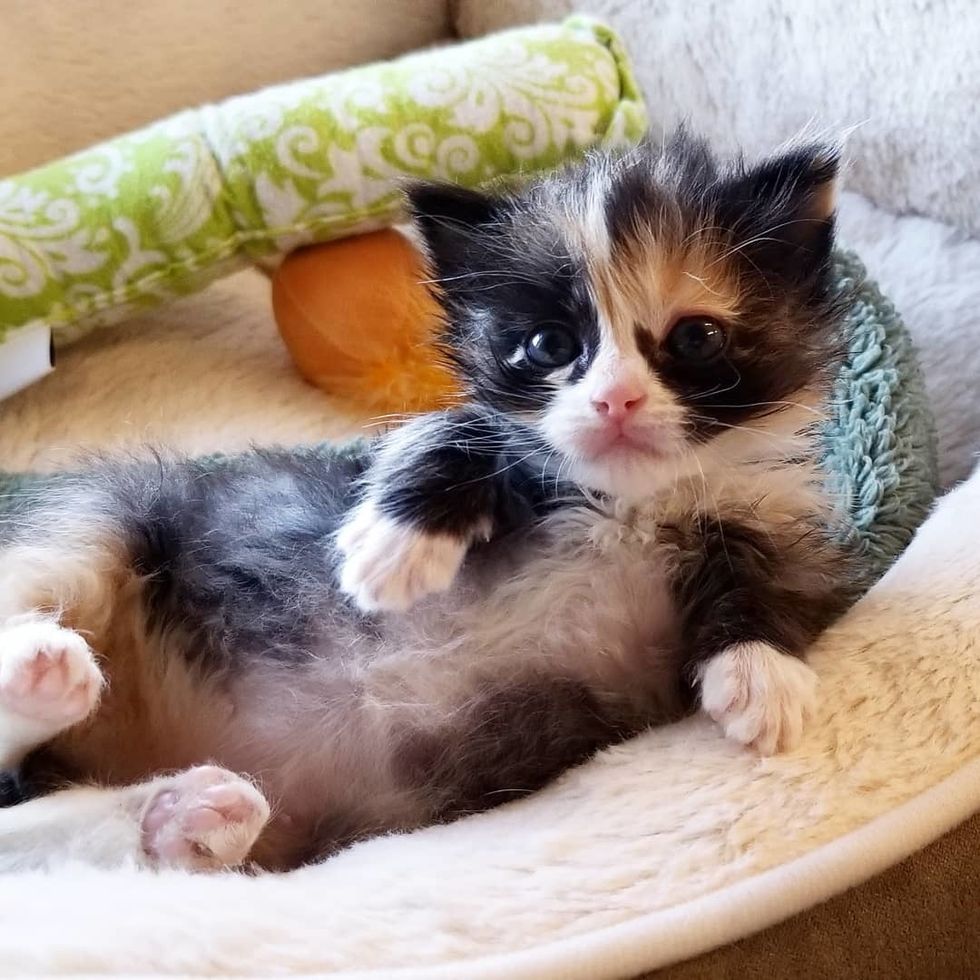 Rescued Kitten Who Was Rejected at Birth, Finds Someone to Love and a ...