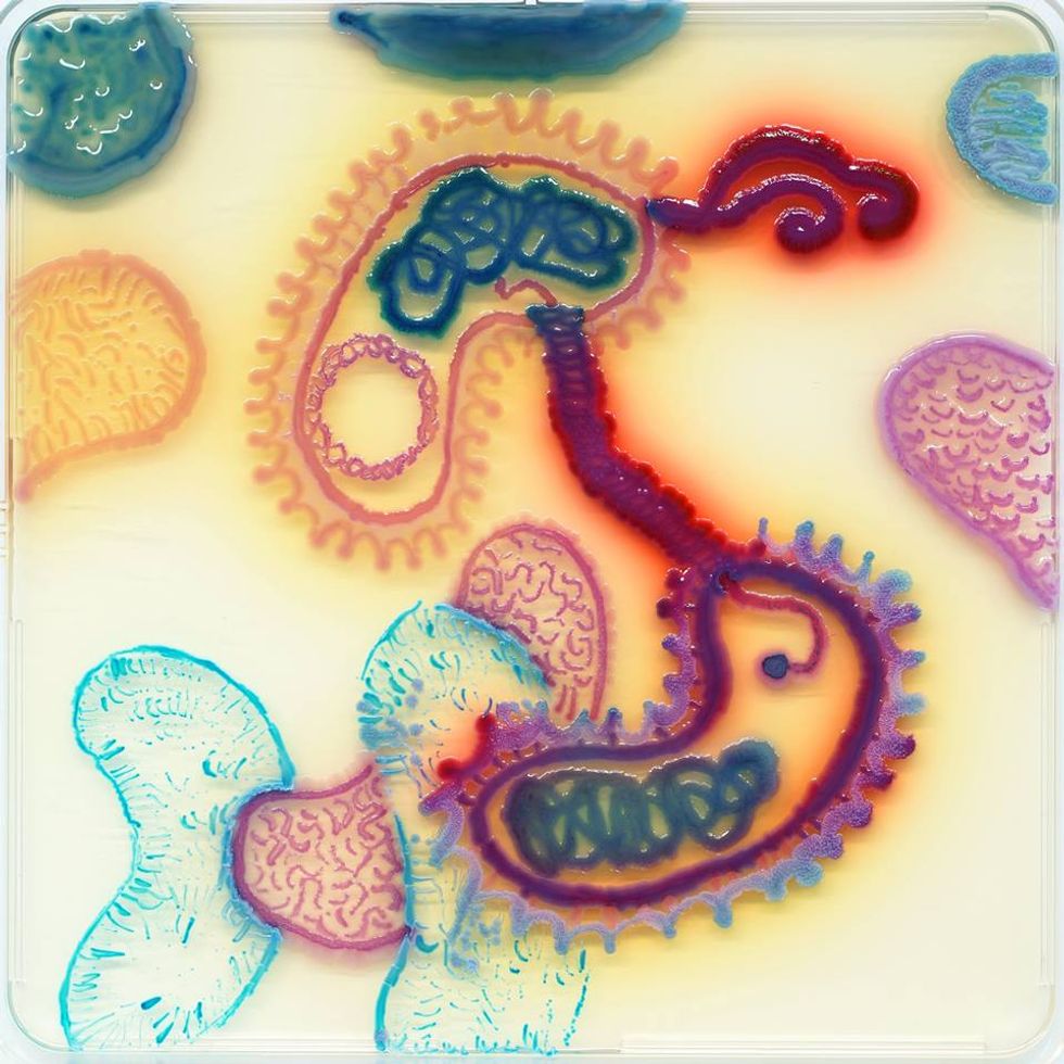 Artists Use Bacteria To ‘Grow’ Masterpieces - GOOD
