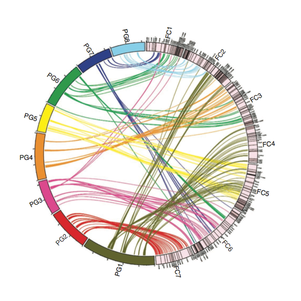 Researchers Unveil the Woodland Strawberry Genome. Are Designer Fruits ...