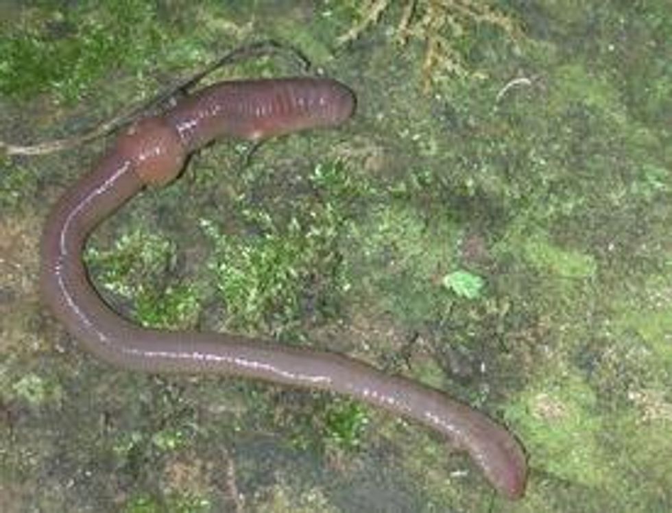 Forget Farting Cows, Worry About Burping Worms - GOOD