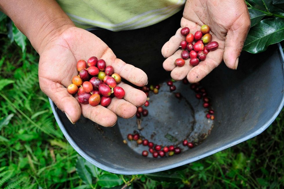 World Cup: A Guide to Eco-Friendly Coffee Labels - GOOD