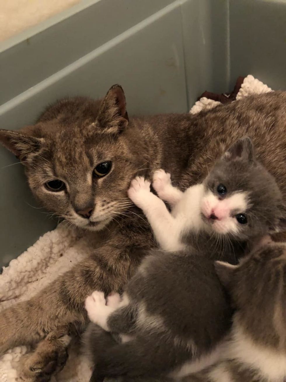 Cat So Happy to Be Rescued with Her Kittens After Years Wandering the ...