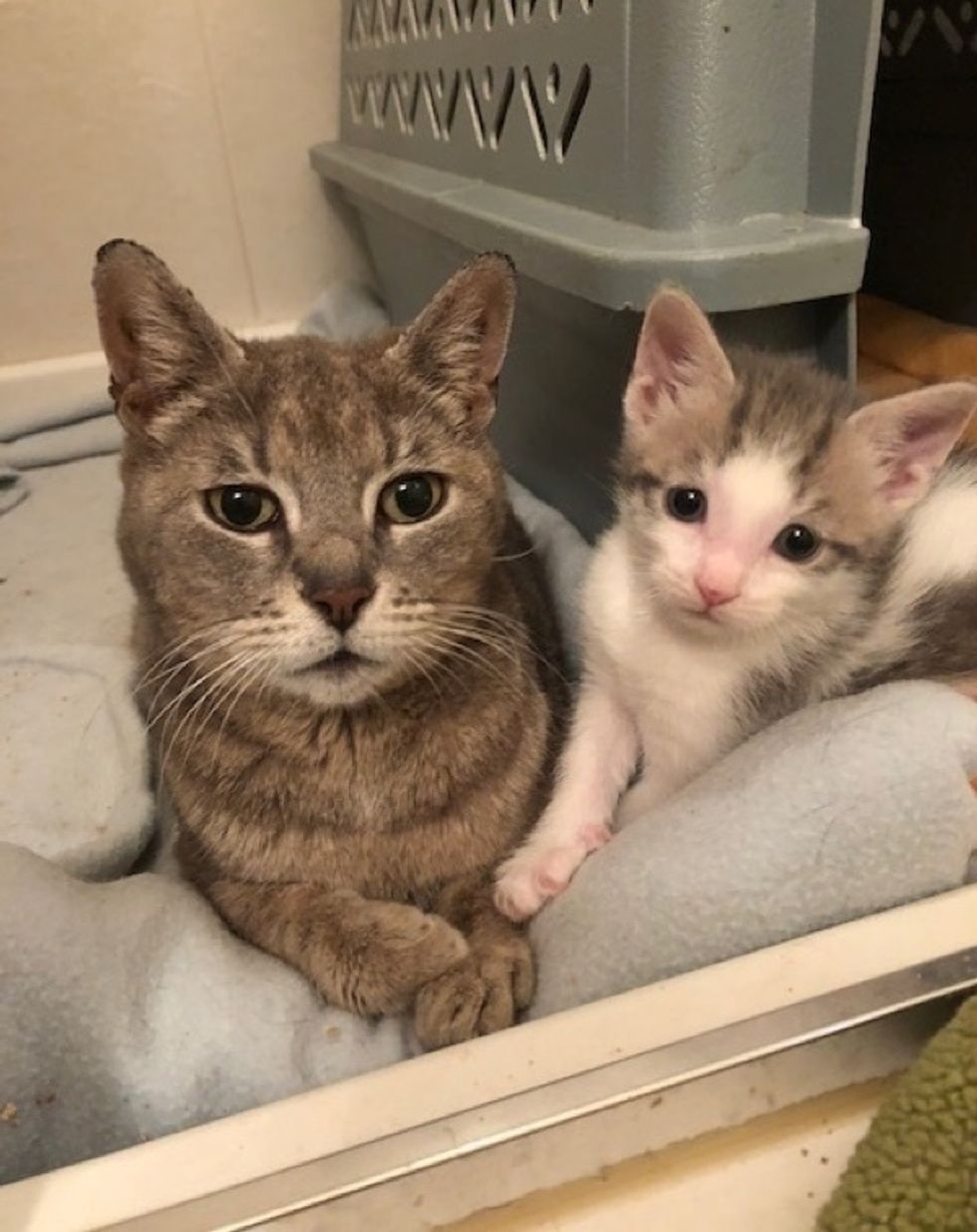 Cat So Happy to Be Rescued with Her Kittens After Years Wandering the ...