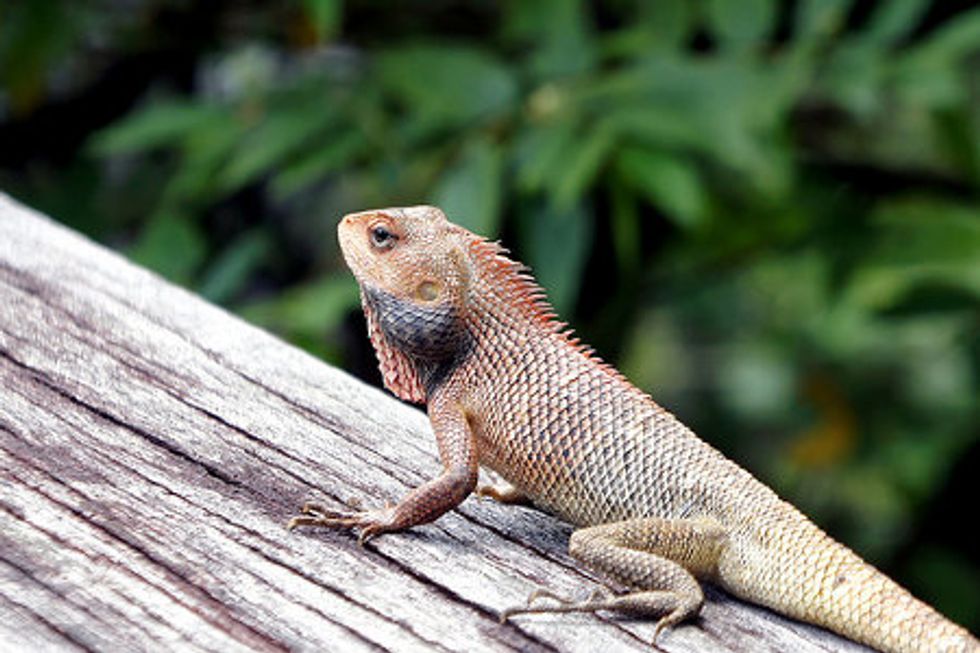 The Invasivore Movement: 4 Invasive Species That Taste Great - GOOD