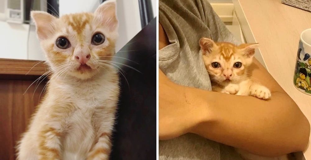Kitten with Unique Look Rescued from Alley Street - He Can't Stop ...