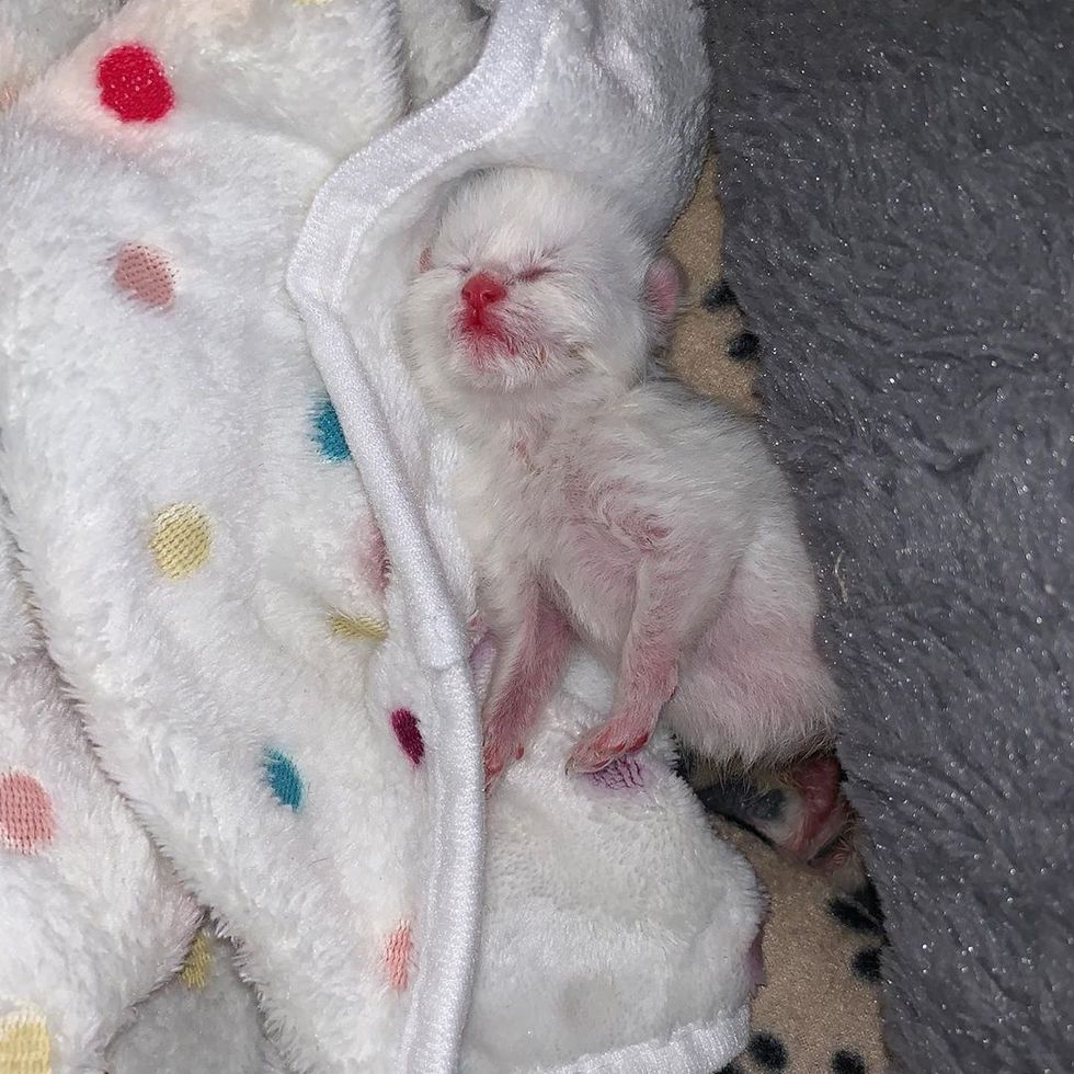 Deaf Kitten Adopted by 2 Deaf Cats - His Life is Forever Changed - Love ...