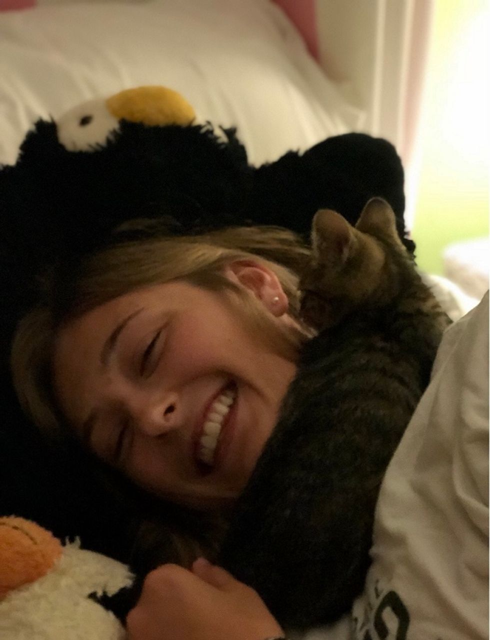 7 Tips for Handling Cats