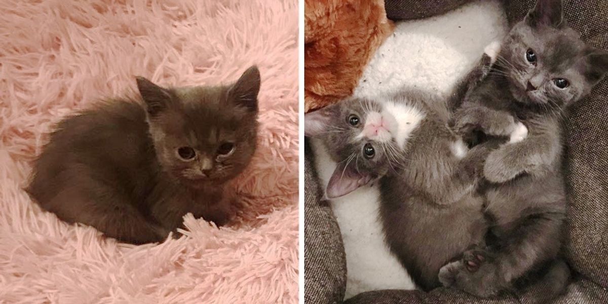Kitten Born Special Finds a Friend With Similar Fate - They Can't Stop ...