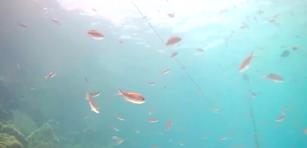 7 live ocean and river cams for the ultimate underwater view - Gearbrain