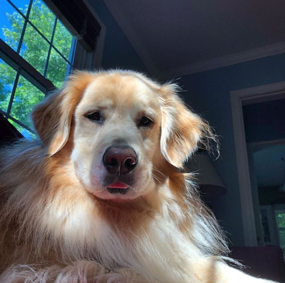 Meet The Dogs Of The Golden Ratio!