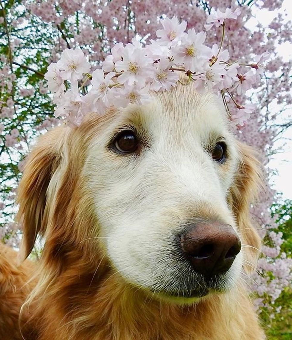 Meet The Dogs Of The Golden Ratio!