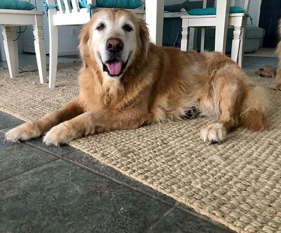 Meet The Dogs Of The Golden Ratio!