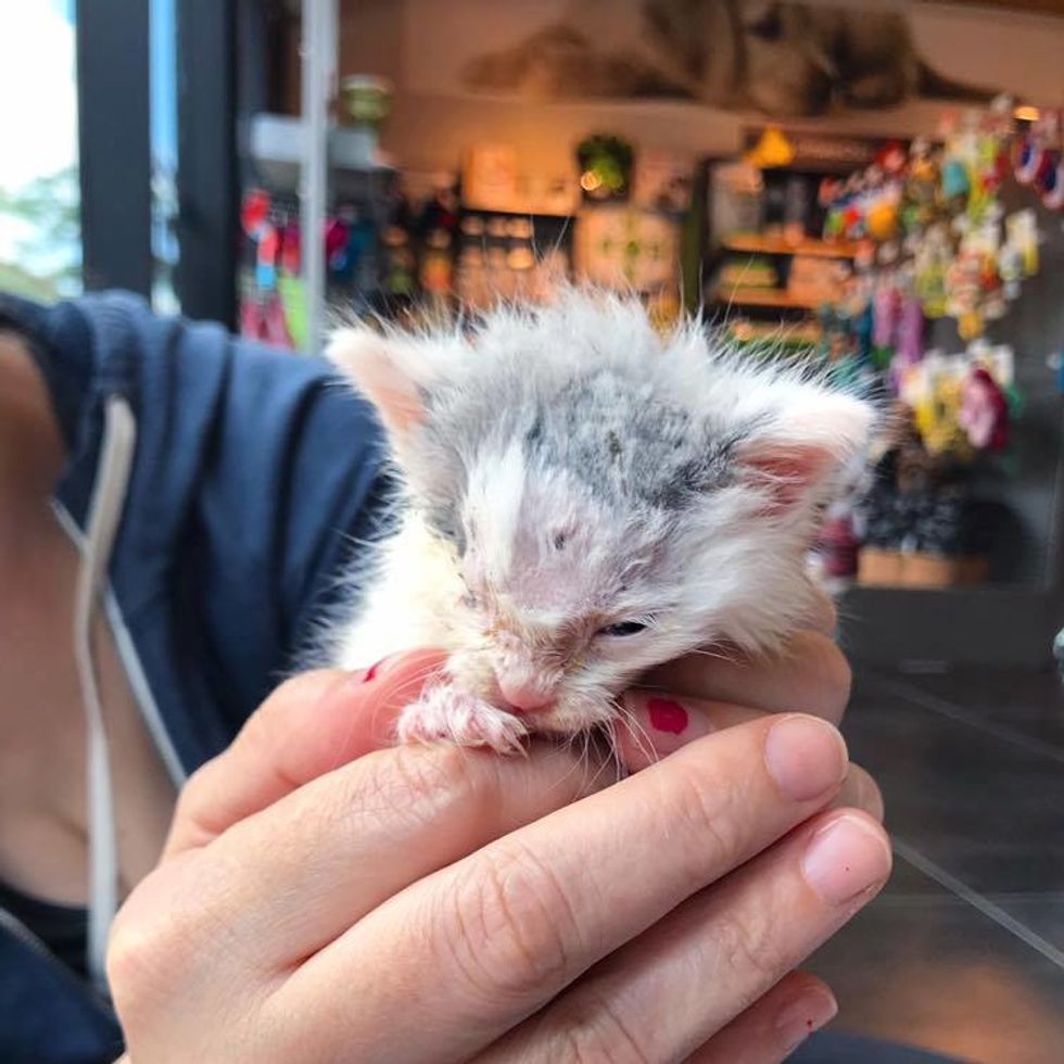 One-eyed Kitten Found on the Street Turns into the Sweetest Purrito ...