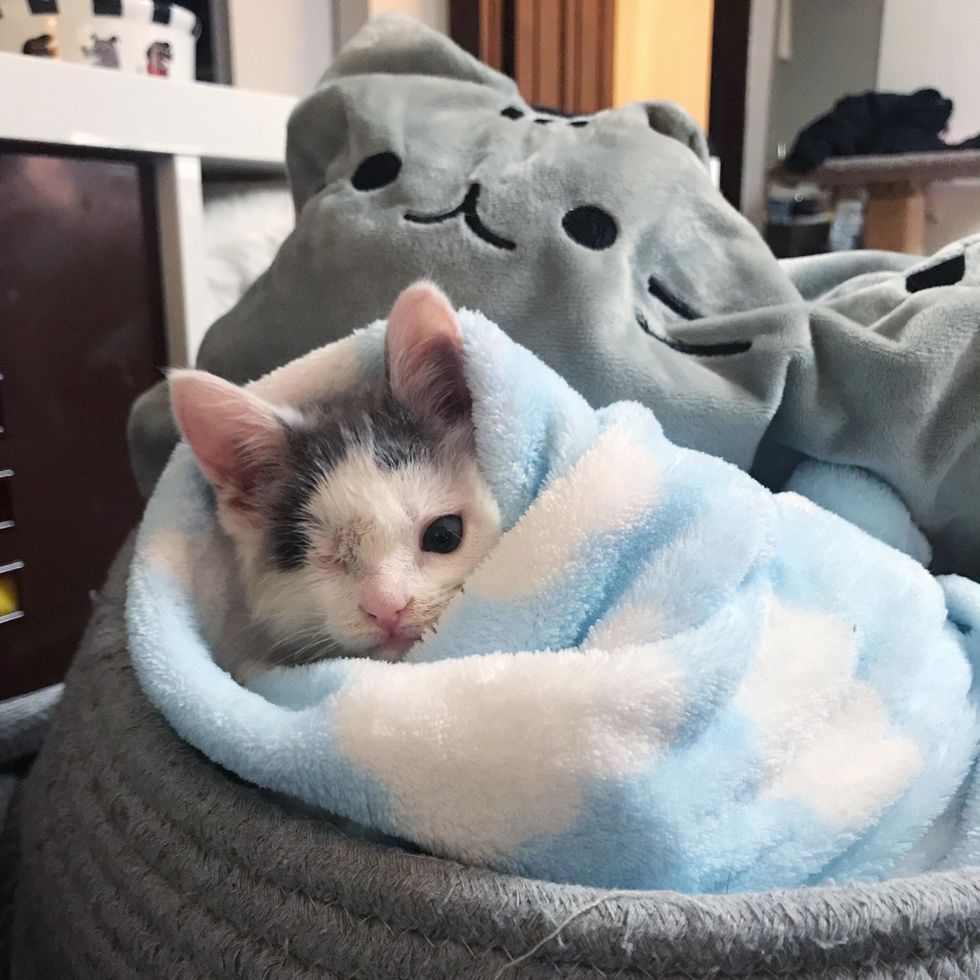 One-eyed Kitten Found on the Street Turns into the Sweetest Purrito ...