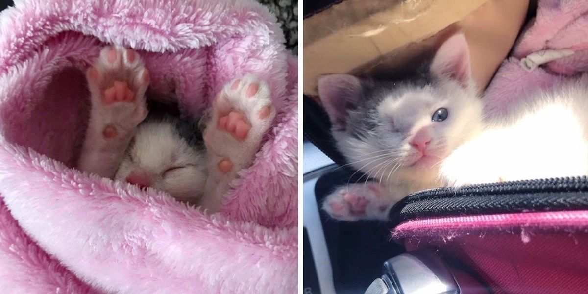 One-eyed Kitten Found on the Street Turns into the Sweetest Purrito ...