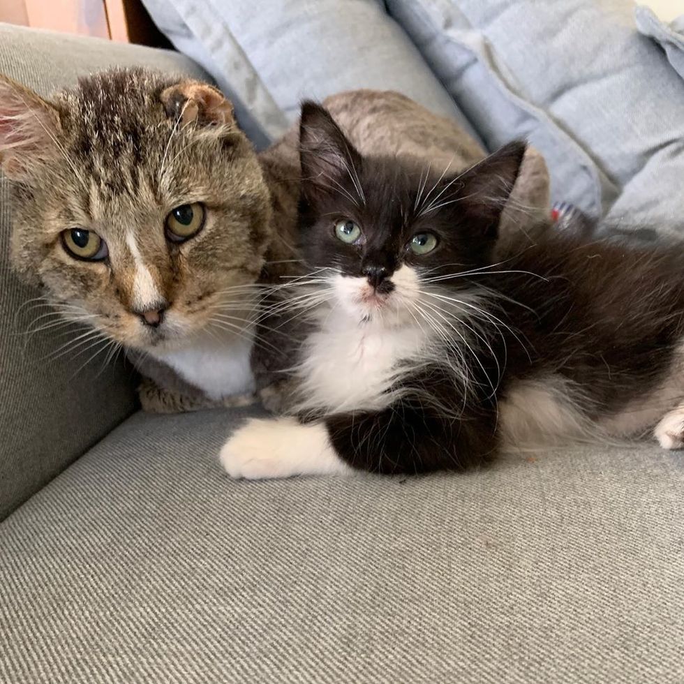 Cat Finds Love in Rescued Kittens After Living a Rough Life on the ...