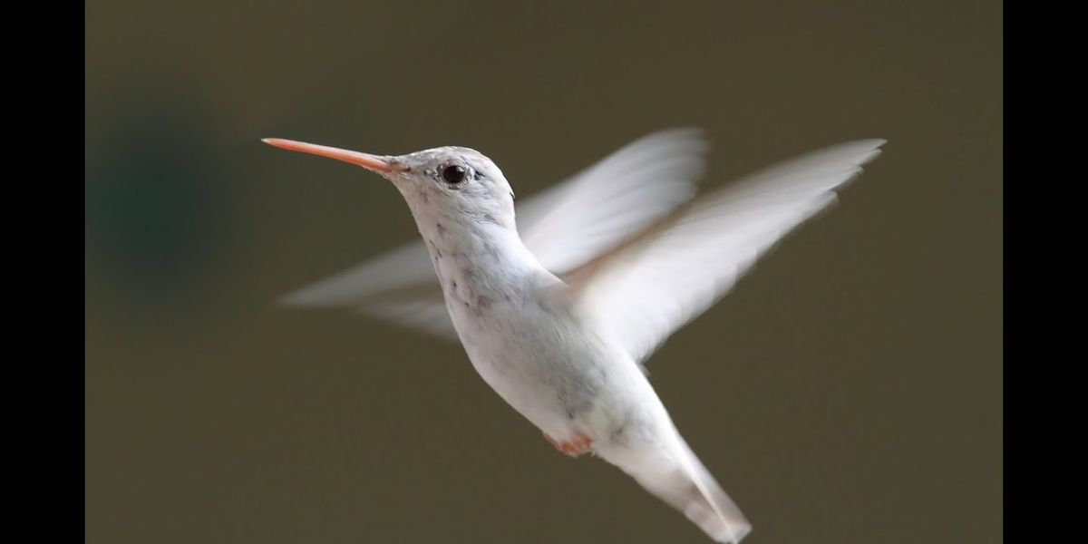 See video of rare, albino hummingbird spotted in Alabama - It's a ...