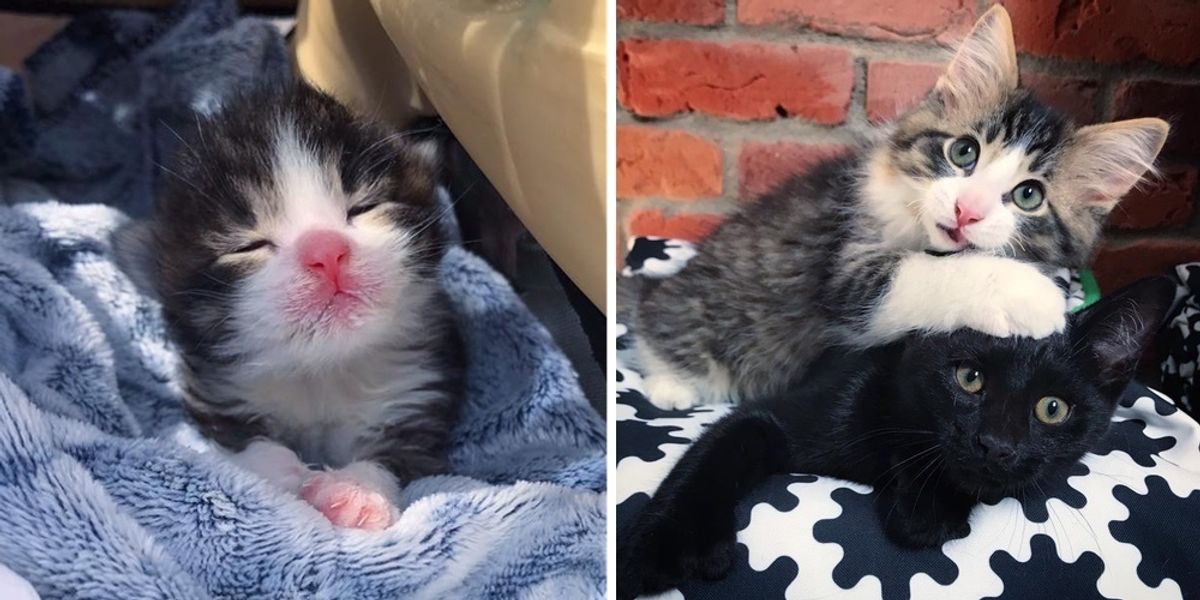 2 Kittens Rescued from the Same Fate, are So Happy When They Find Each ...