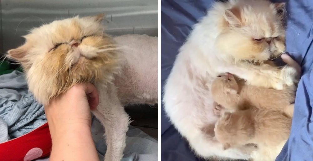 Cat is So Happy When Someone Finally Rescued Her from the Streets ...