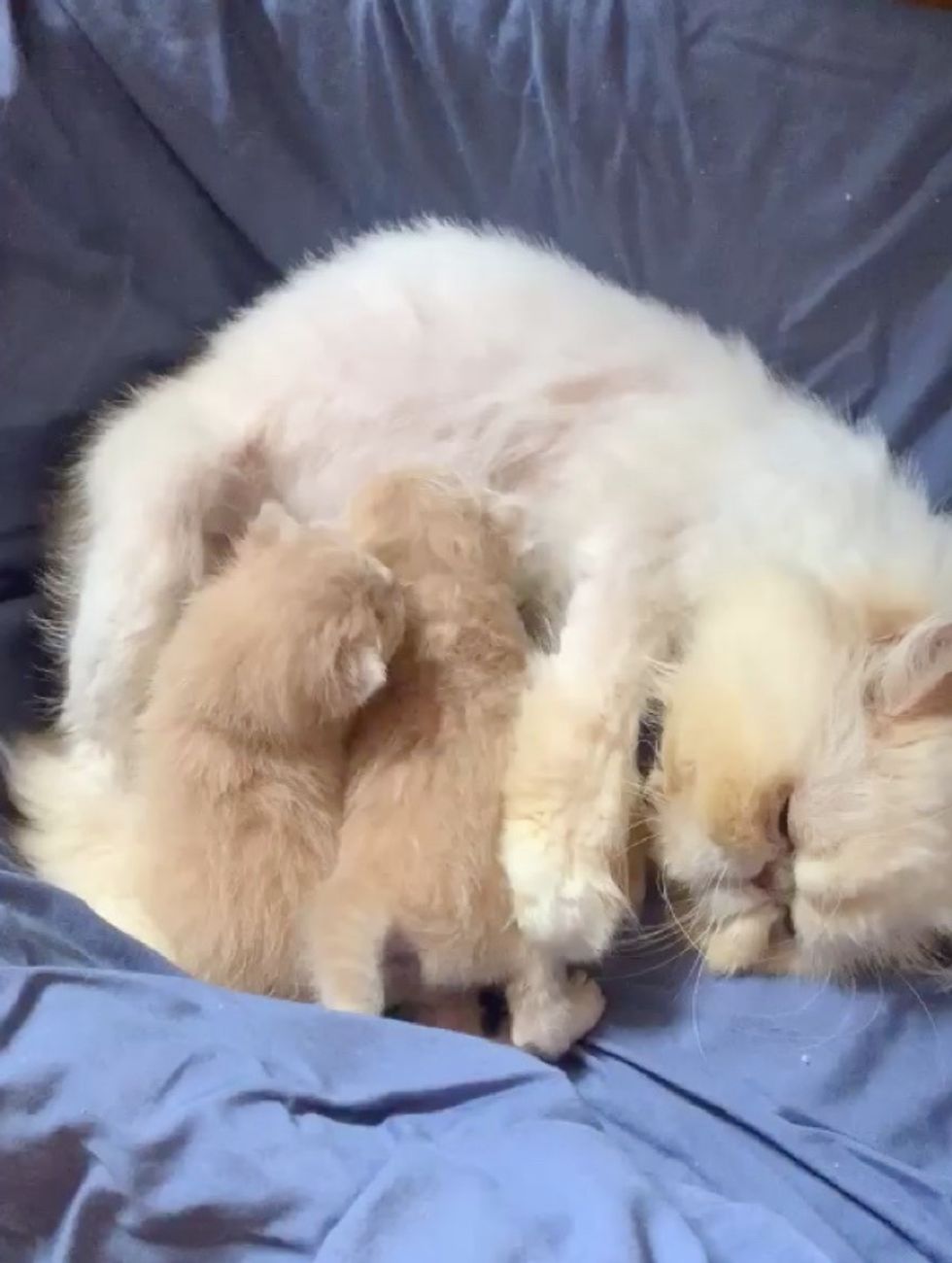 Cat is So Happy When Someone Finally Rescued Her from the Streets ...