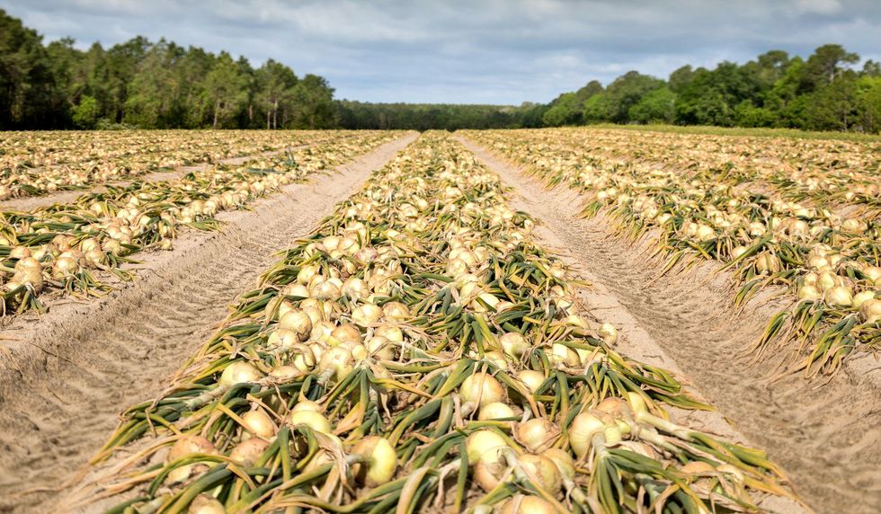 Which came first, Vidalia onions or the city in Georgia? - It's a ...