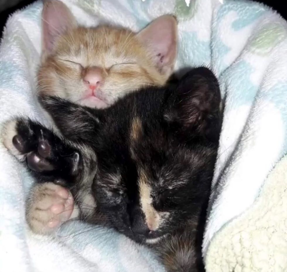 Workers Found Kittens Under Trailer and Knew They Had to Help - Love Meow