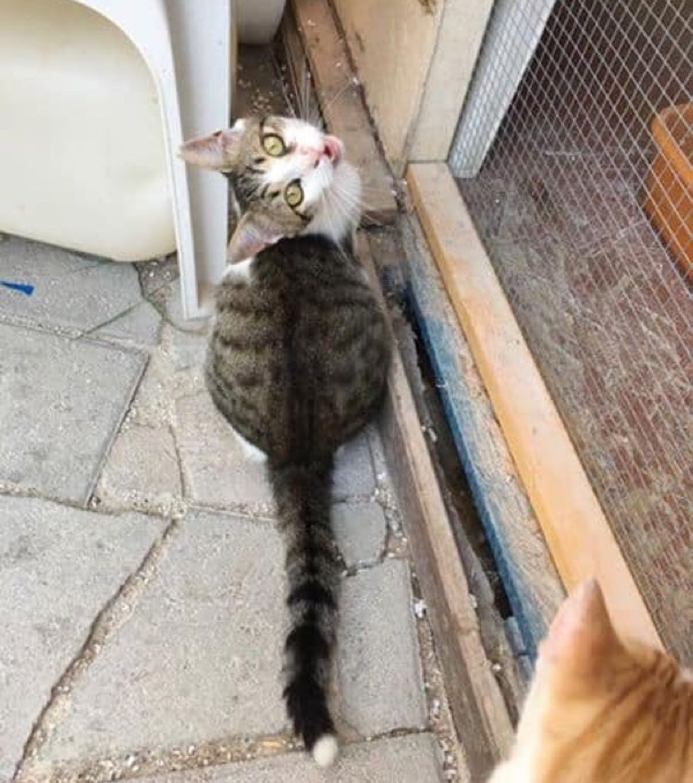 Kitten Showed Up at Hotel Then Found Someone He Loved 3 Years Later ...