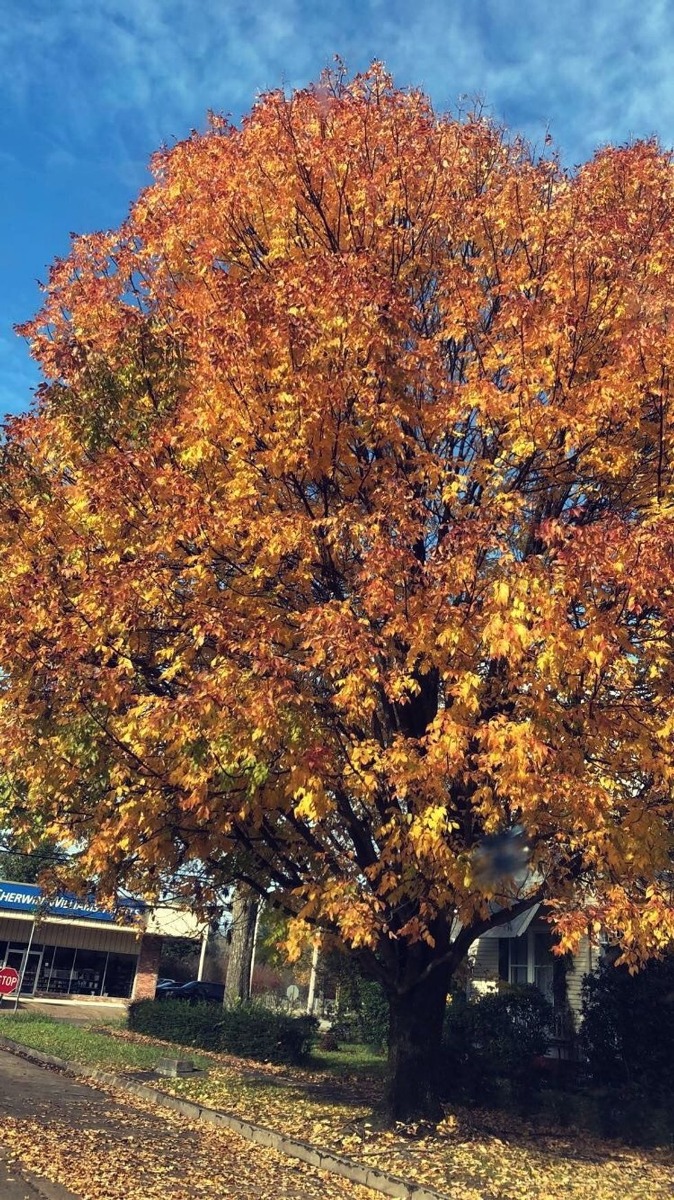 7 (Almost) Fall Y'all Ideas