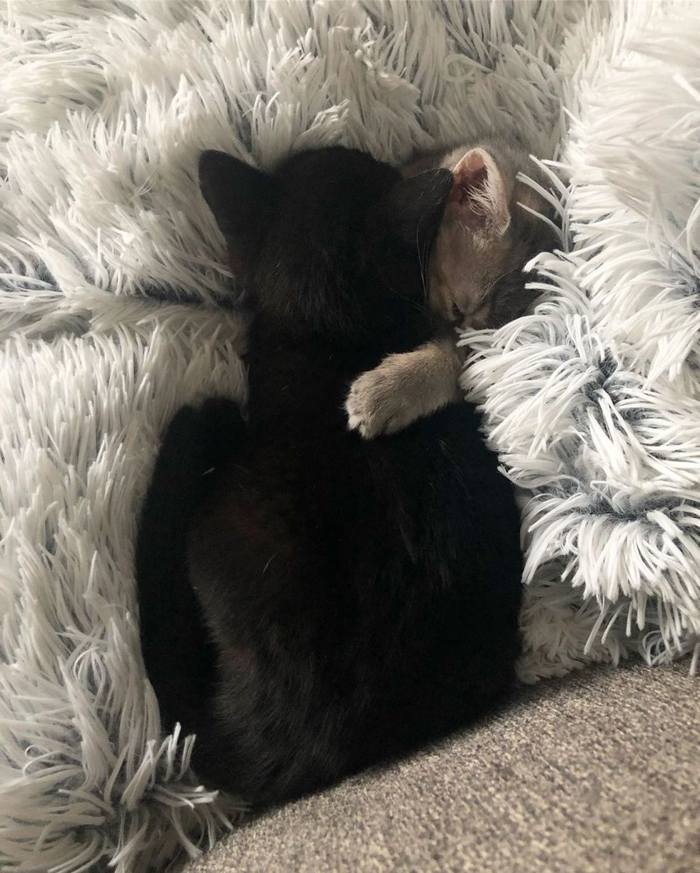 Woman Went to Rescue Kitten But Found Another One Just Half the Size ...