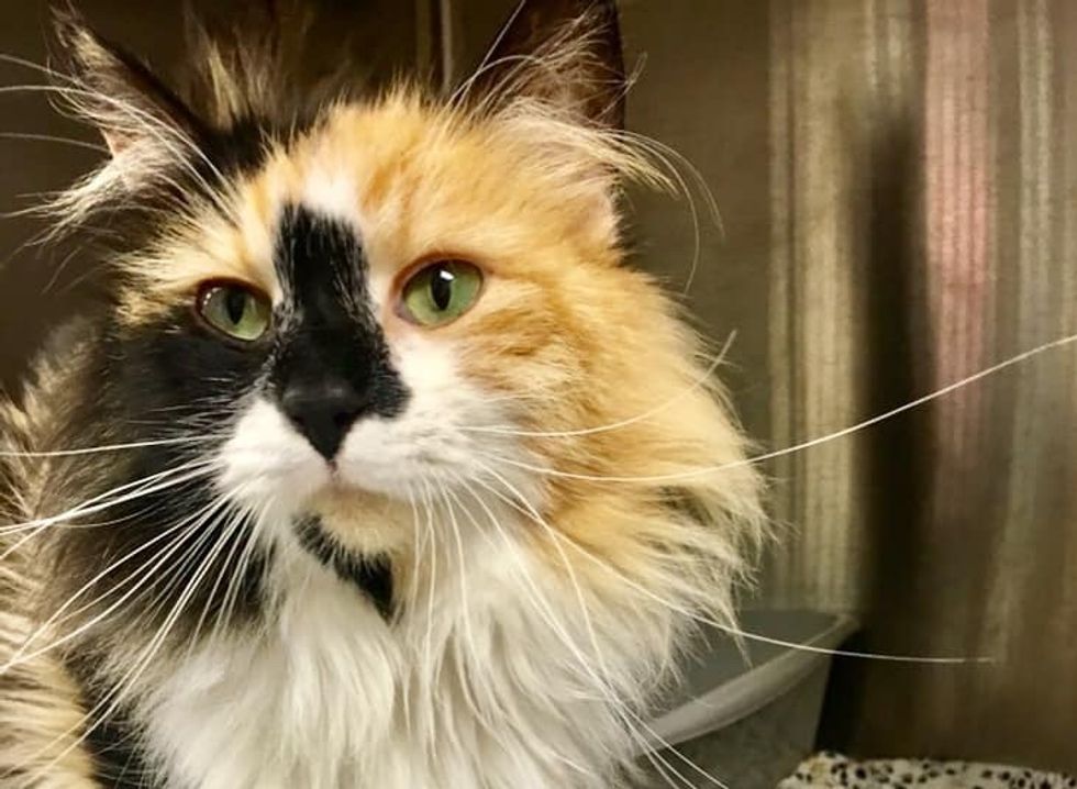 Stray Cat Brought to Clinic in a Carrier - Staff are Surprised to Find ...