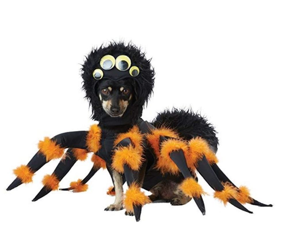 15 pet costumes perfect for Halloween - It's a Southern Thing