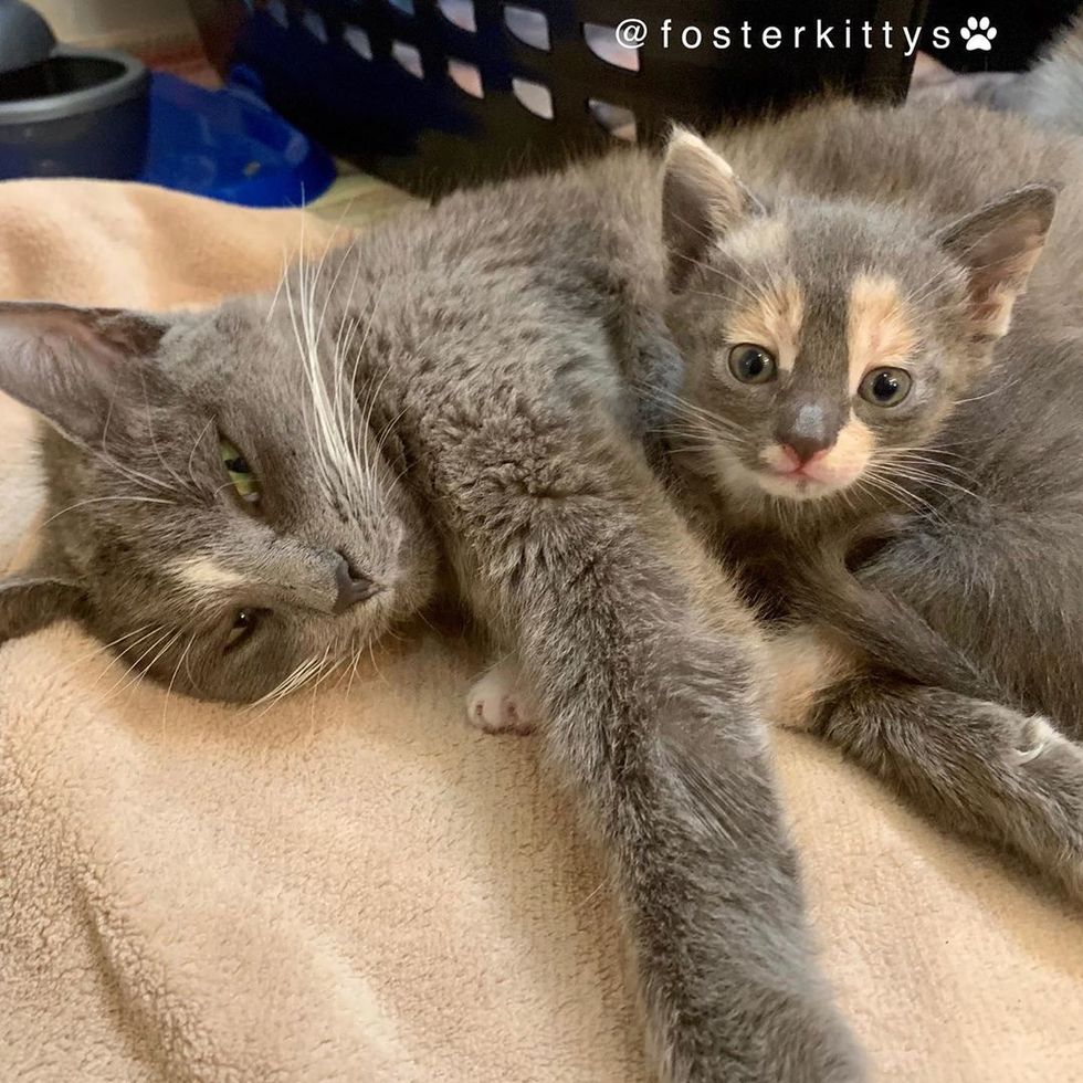 Stray Cat Protects Her Kittens from Rough Conditions Until Rescue ...