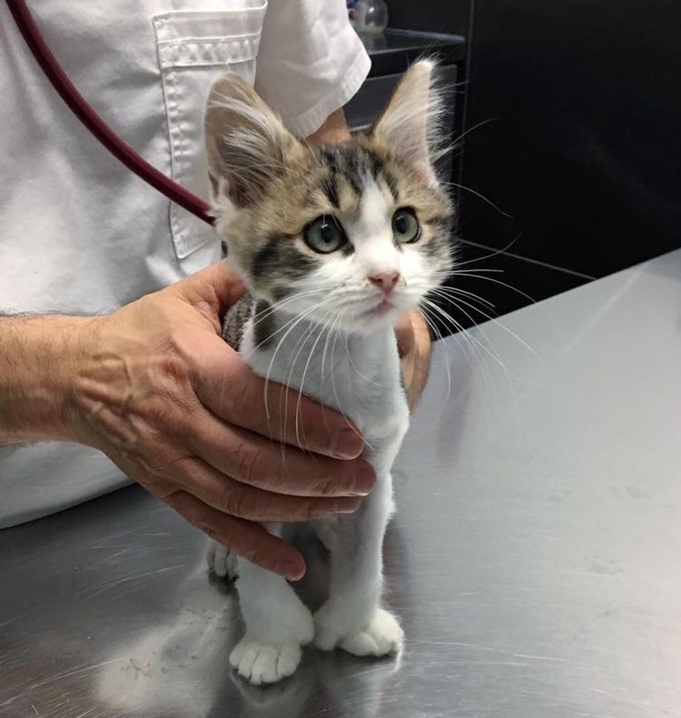 Kitten with Extra Toes Transforms into Gorgeous Cat After He was ...