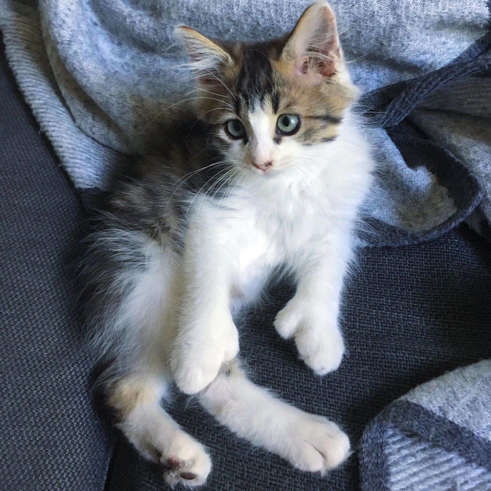 Kitten with Extra Toes Transforms into Gorgeous Cat After He was ...