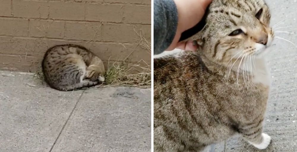 Cat is So Happy When Woman Comes Back to Rescue Him After Life on the ...