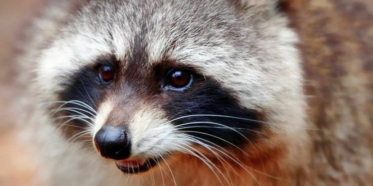 Raccoons invade Arkansas State library, serve as the ultimate study ...